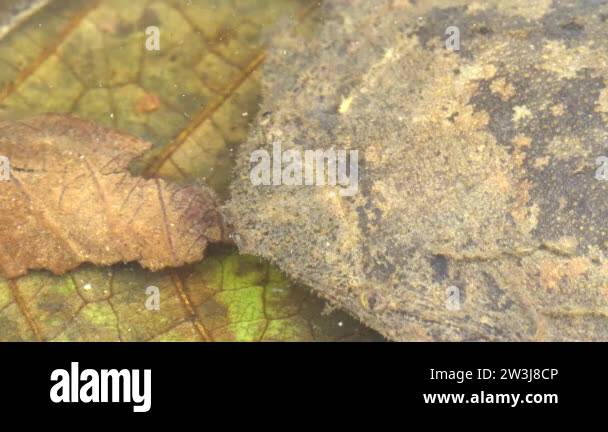 close up video of Suriname Toad frog skin, Pipa pipa in water ...