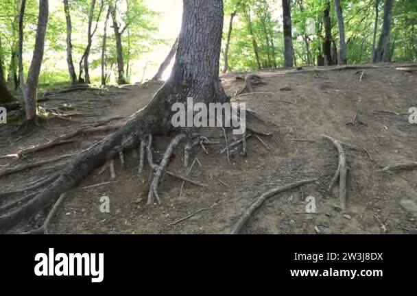 Curved root system Stock Videos & Footage - HD and 4K Video Clips - Alamy