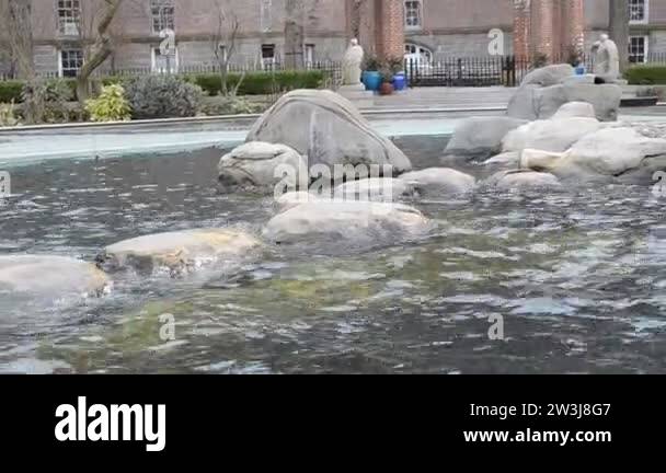 Animals in the pool. Shooting in New York, USA Stock Video Footage - Alamy