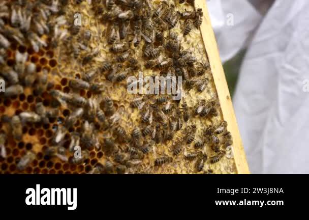 Queen Bee Among Bee Workers on Honeycomb Hive Frame. Slow motion - 1/2 ...