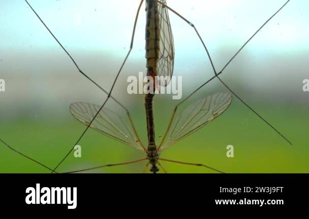 Two Crane fly, daddy-longlegs, mating, on window. mosquito breeding ...