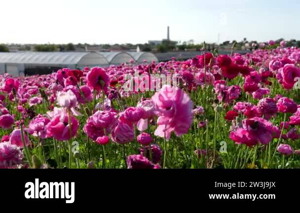 Dolly pink Stock Videos & Footage - HD and 4K Video Clips - Alamy