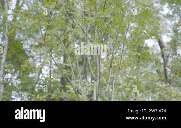 Branches of young tree sway in wind. Action. Green branches of small ...
