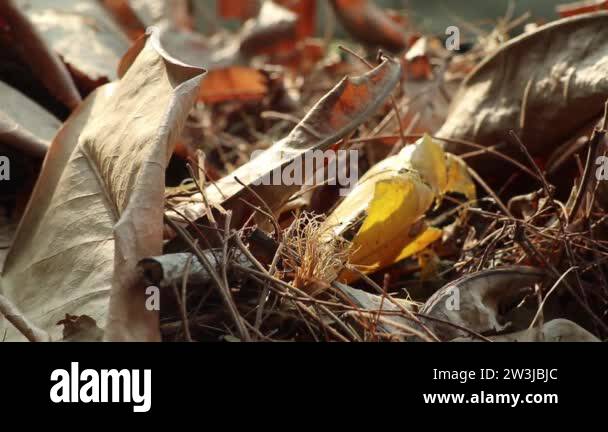 Autumn beauty. Large fallen leaves and flower of Barringtonia asiatica ...
