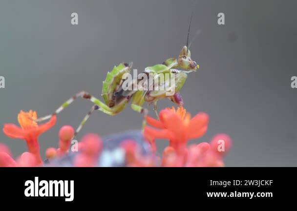 Praying mantis asia Stock Videos & Footage - HD and 4K Video Clips - Alamy