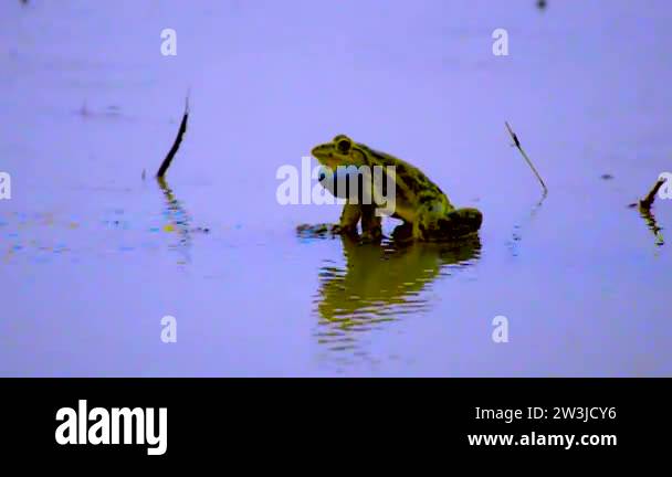 Bullfrog croaking Stock Videos & Footage - HD and 4K Video Clips - Alamy