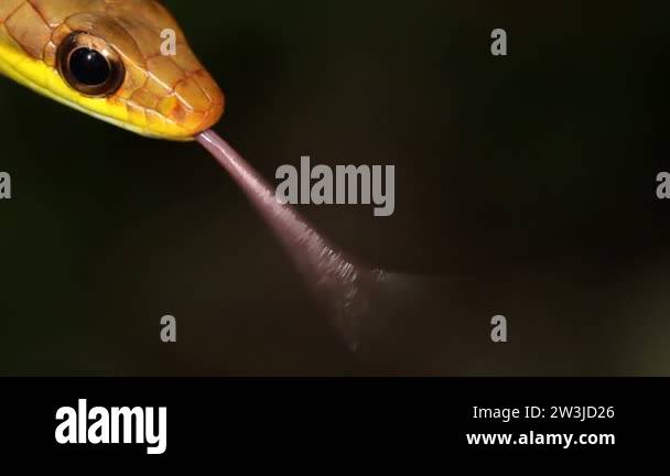video of snake showing tongue, Olive whipsnake, Chironius fuscus Stock ...