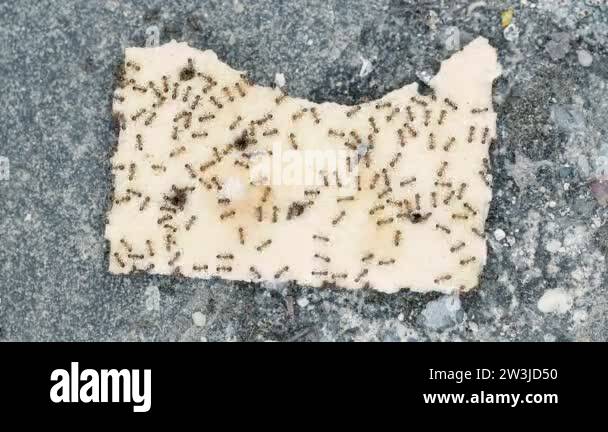 Ants insects colony eating discarded cracker biscuit,food waste ...