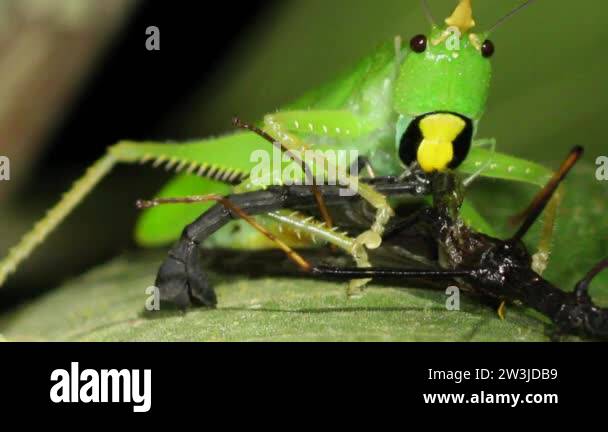 Thorny devil eating Stock Videos & Footage - HD and 4K Video Clips - Alamy