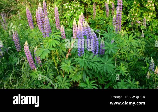 Lupin lupinus polyphyllus blossom Stock Videos & Footage - HD and 4K ...