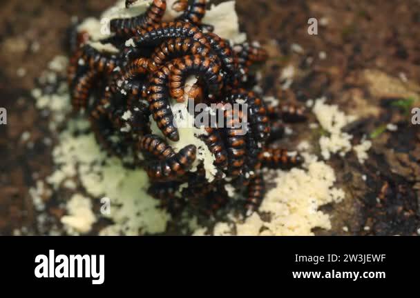 video of larvas, Swarm of beetle larvae eating fungus in rainforest ...