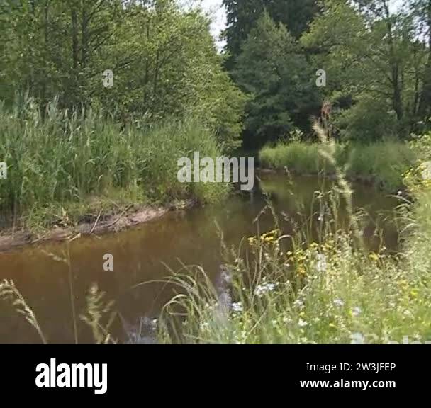 Stream flow. coast grew up lush meadow with wild flowers Stock Video ...