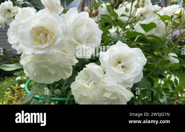 a bush of a garden white rose with large clusters of flower buds on the ...
