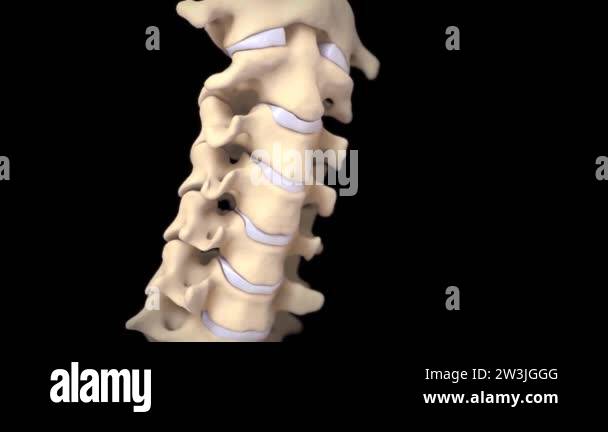 Cervical Spine Wiyh Ligaments,arteries, Veins And Nerves 3D animation ...
