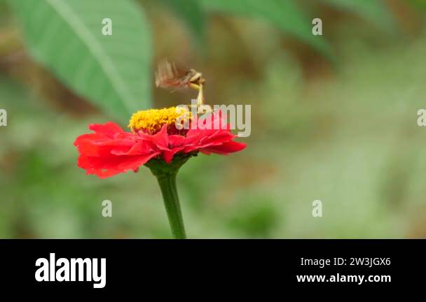 Fighting flower Stock Videos & Footage - HD and 4K Video Clips - Alamy