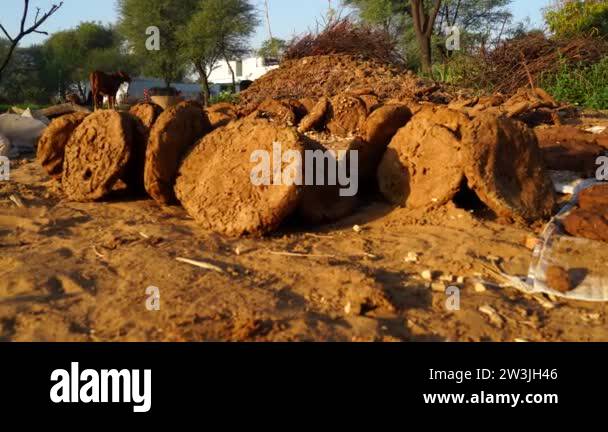 Cow chips closeup. 4k footage of Cow Dung chips for fuel Industry. Cow ...