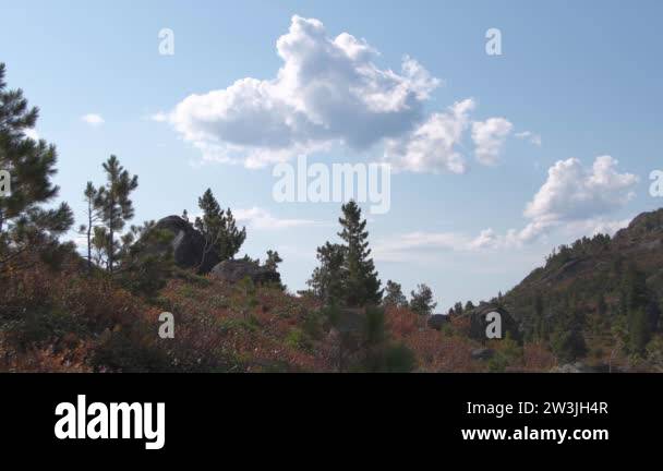 Wind sways trees Stock Videos & Footage - HD and 4K Video Clips - Alamy