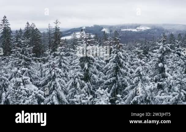 inside a snowy needle forest filmed in 4k Stock Video Footage - Alamy