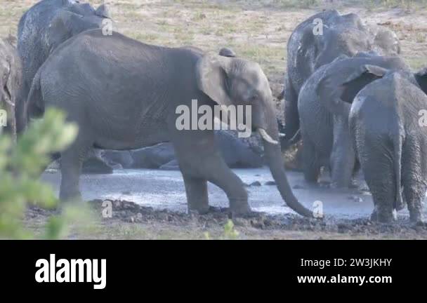 Elephant pushing baby elephant water Stock Videos & Footage - HD and 4K ...