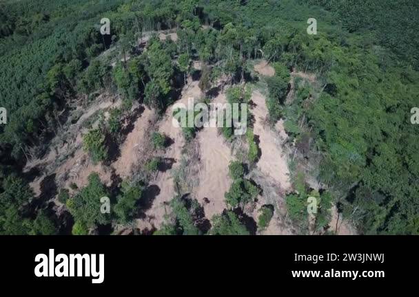 Logging or deforestation of forest. Cutting down trees for timber ...