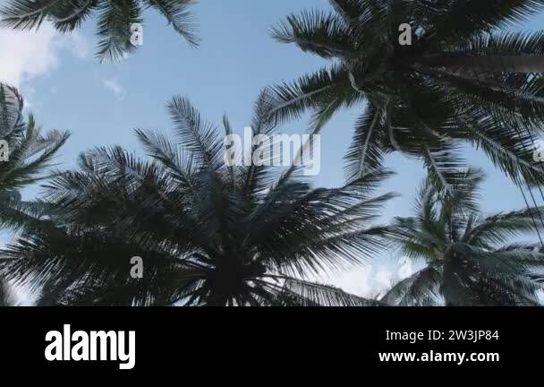 sunny day in the jungle. A tropical forest. Bottom view on the crowns ...