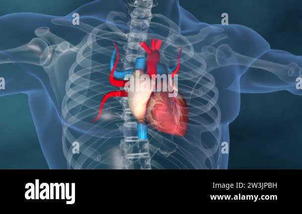 Human heart, Human heart model, Full clipping path included, Heart ...