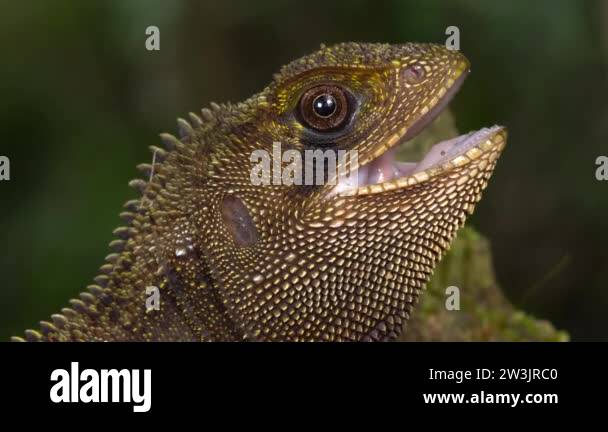 video of brown lizard, Bocourt Dwarf Iguana, Enyalioides heterolepis ...