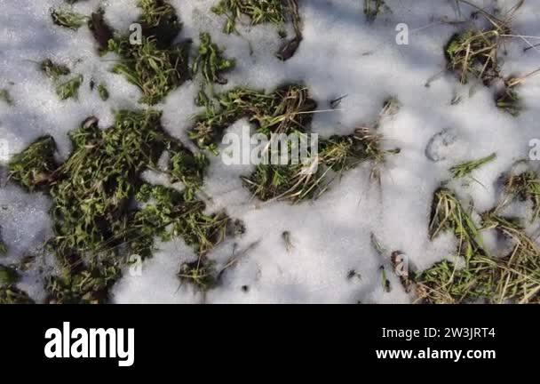 snow melts in spring. Melting snow in a plowed field. Spring time ...