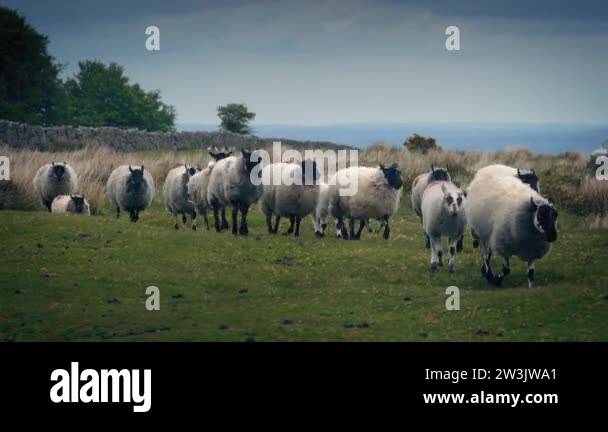 Grey moor Stock Videos & Footage - HD and 4K Video Clips - Alamy