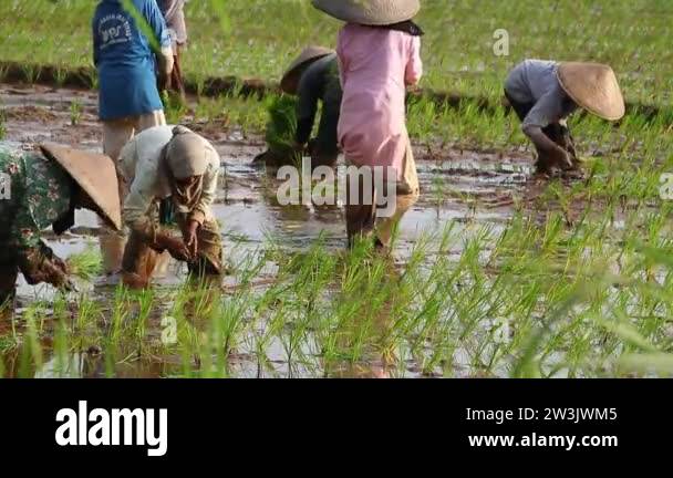 BLURRY,grainy, noises and soft focus of Farmers grow rice in the rainy ...