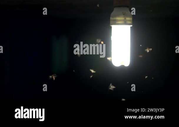 Moths flying light bulb Stock Videos & Footage - HD and 4K Video Clips ...