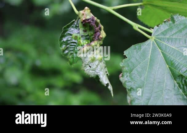 Galls caused by insect Stock Videos & Footage - HD and 4K Video Clips ...