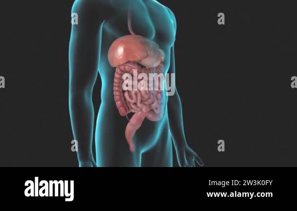 Presentation of the colon system with its parts Stock Video Footage - Alamy