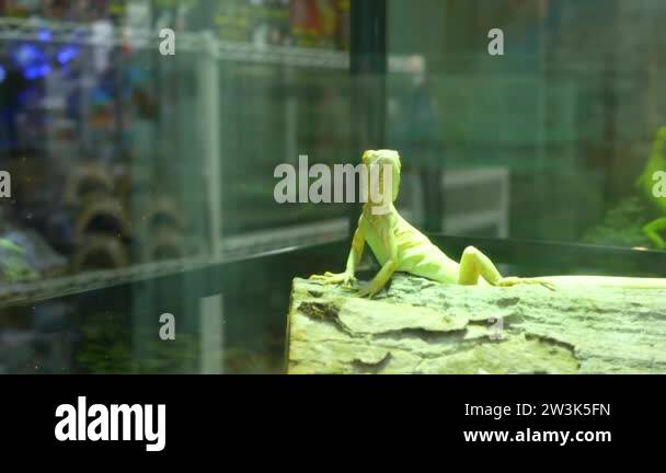 Baby lizards chilling in terrarium. Small lizard lying and resting ...