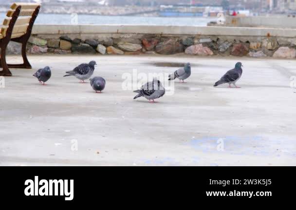 Groups of doves and pigeons. Gray feathers and colorful feathers on their necks. They are ...