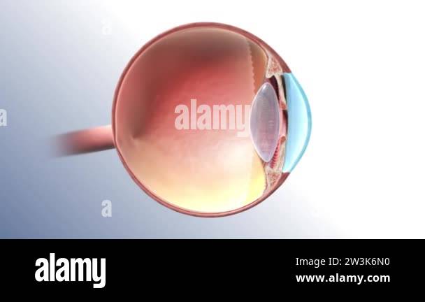 Internal structure human eye Stock Videos & Footage - HD and 4K Video ...