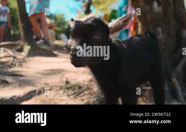 Goatling Stock Videos & Footage - HD and 4K Video Clips - Alamy