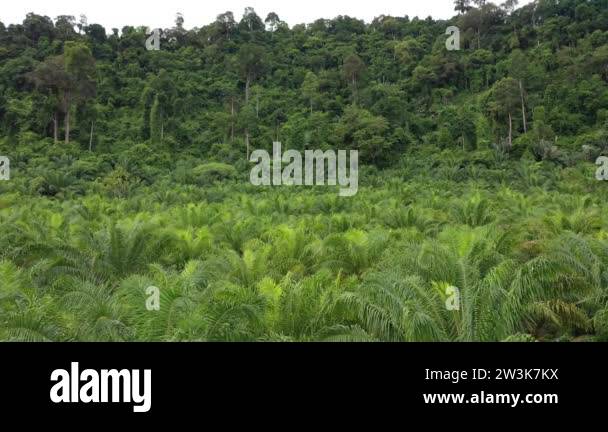 Oil palm trees plantation at the edge of tropical rainforest. Aerial ...