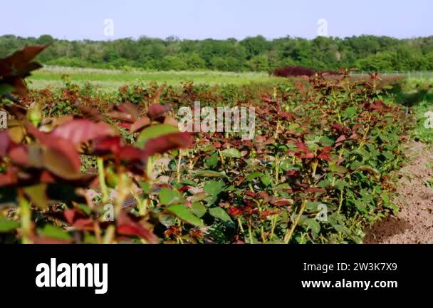 plantation of rose bushes. growing seedlings of different types of ...