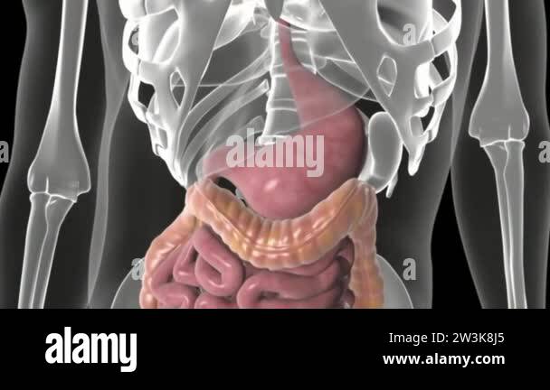 Schematic 3d animation of the course of digestion in the human ...