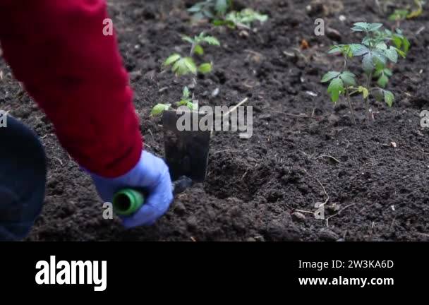 Latex plants Stock Videos & Footage - HD and 4K Video Clips - Alamy