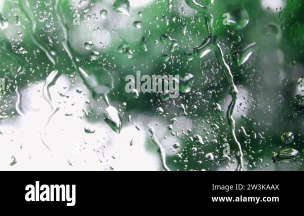 Rain soaked trees Stock Videos & Footage - HD and 4K Video Clips - Alamy