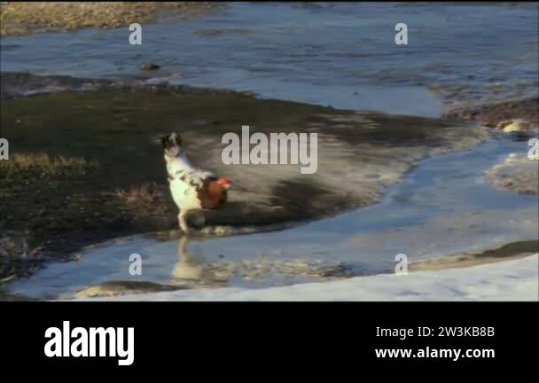 White partridge Stock Videos & Footage - HD and 4K Video Clips - Alamy