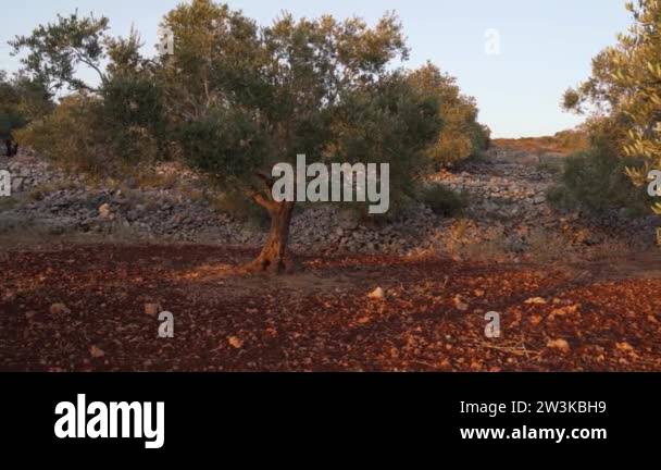 Ancient samaria israel Stock Videos & Footage - HD and 4K Video Clips ...