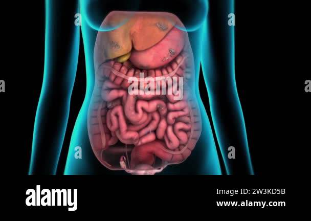 Damaged organs Stock Videos & Footage - HD and 4K Video Clips - Alamy