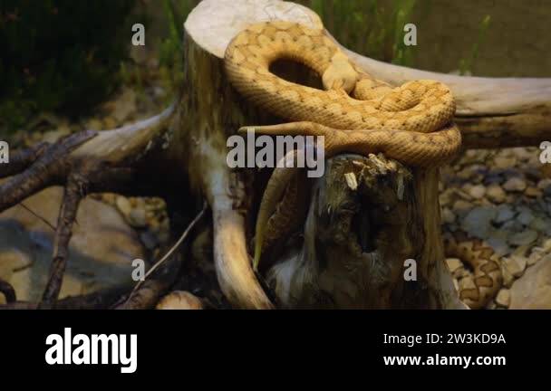 Two horned pit vipers are mating, joined at the tails Stock Video ...