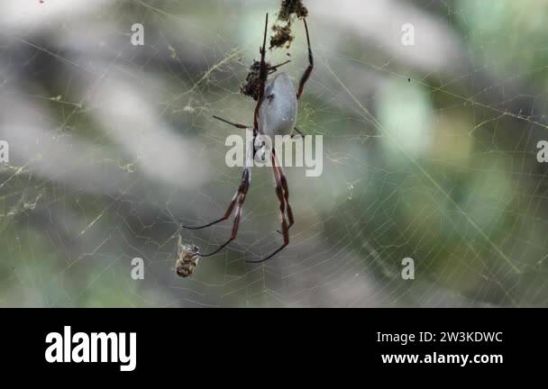 Australian honey bee Stock Videos & Footage - HD and 4K Video Clips - Alamy