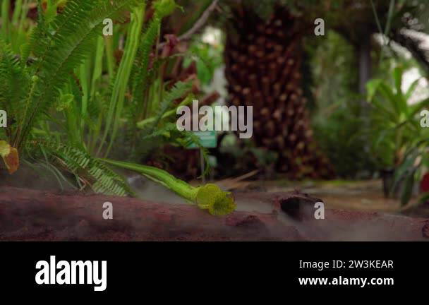 Nepenthes carnivorous plants catch insects in tropical forests Stock ...