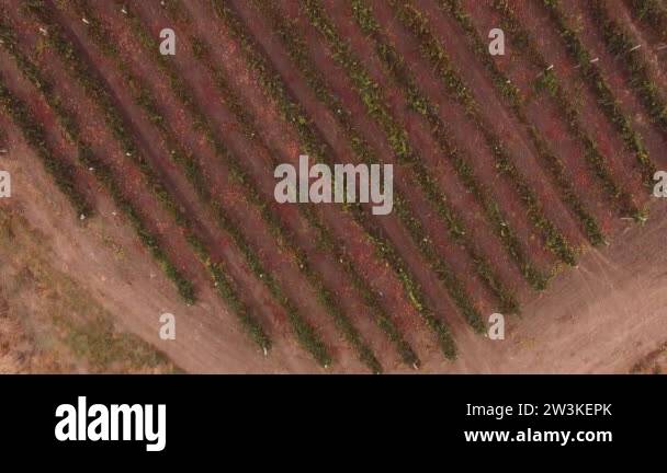 Grapevine plantations Stock Videos & Footage - HD and 4K Video Clips - Alamy
