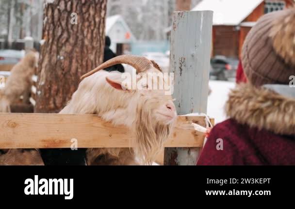 Goat in winter in the pen. The goat looks into the camera. Farm. Goat ...